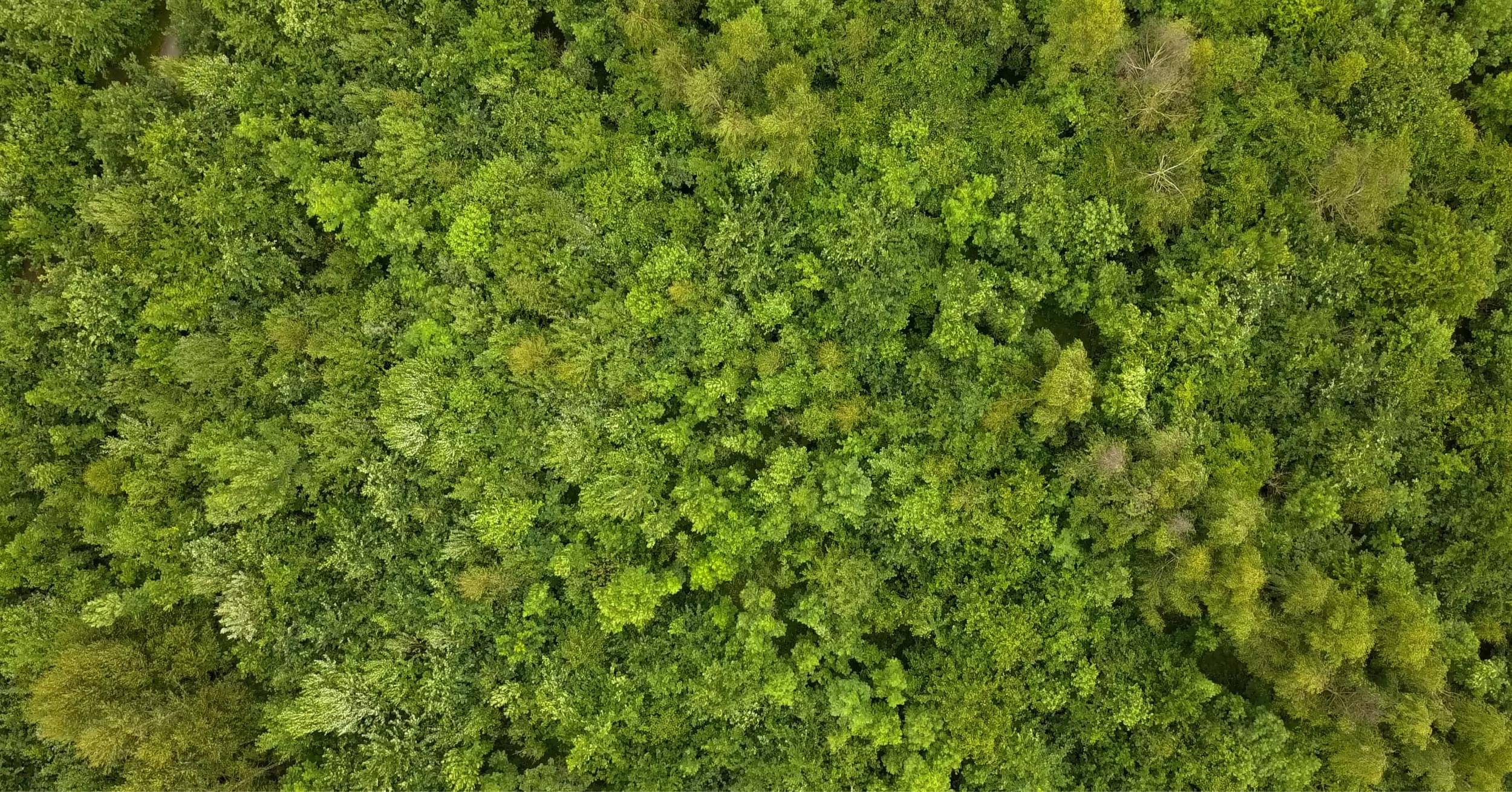 Coalville Forest Adventure Park | National Forest